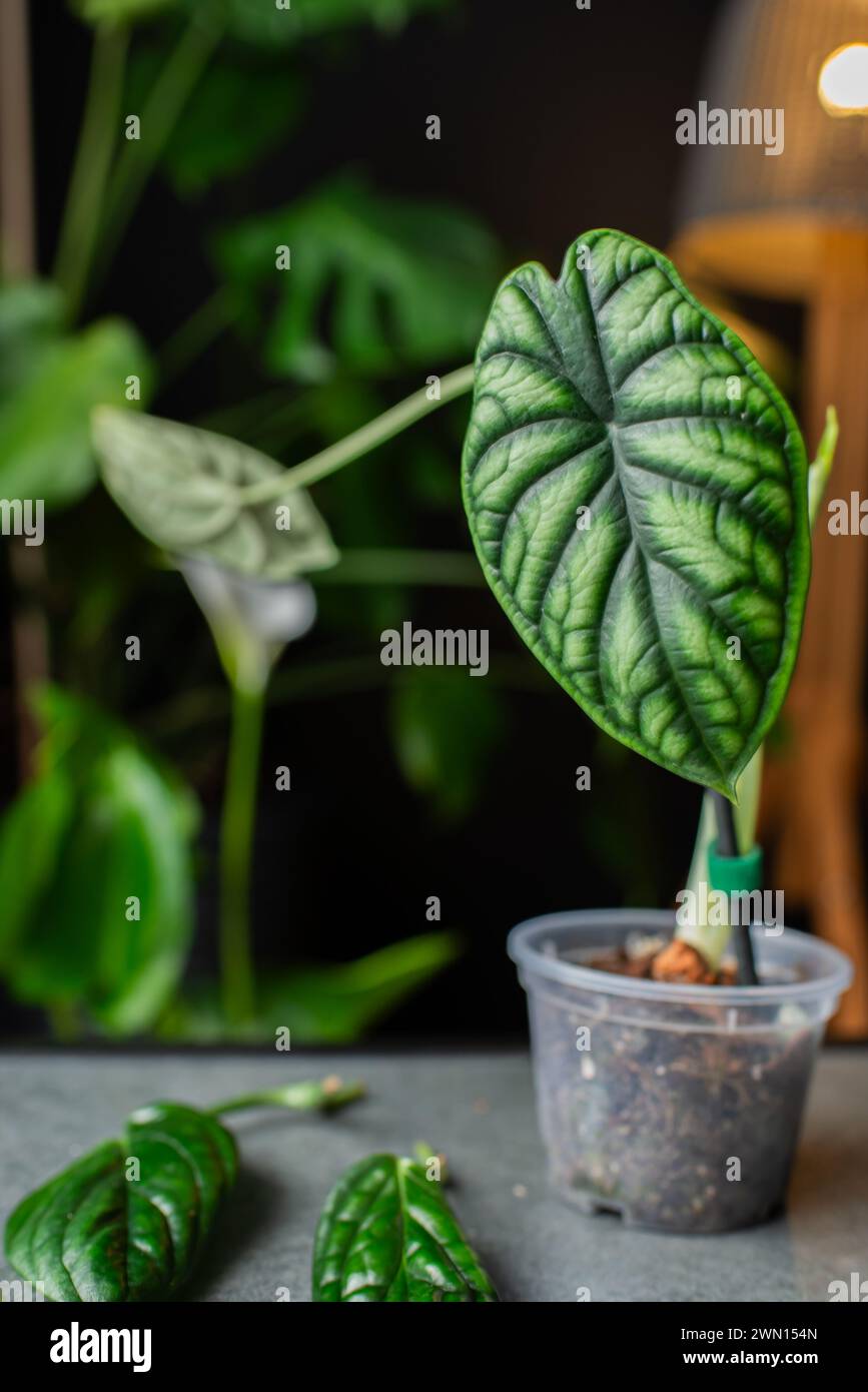 Alocasia Baginda Dragon Scale starting to bloom with a tiny white ...