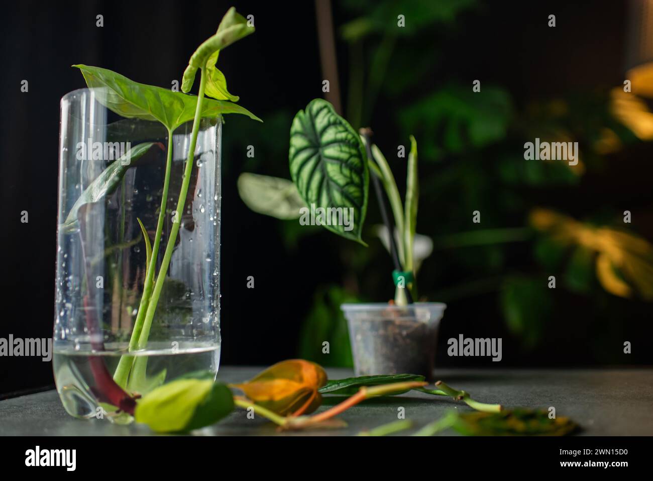 plants for Water propagation. Water propagation for indoor plants Stock ...