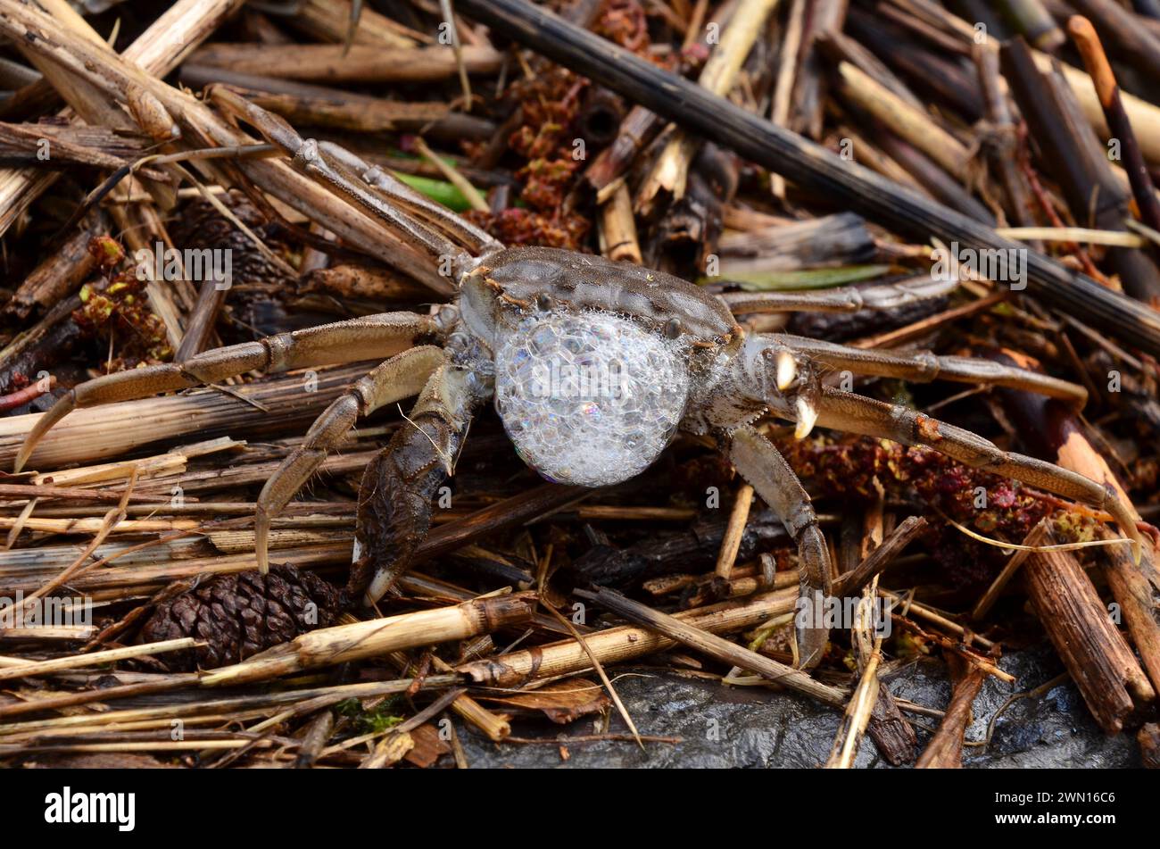 Eriocheir sinensis, Chinesische Wollhandkrabben, Chinese mitten crab ...