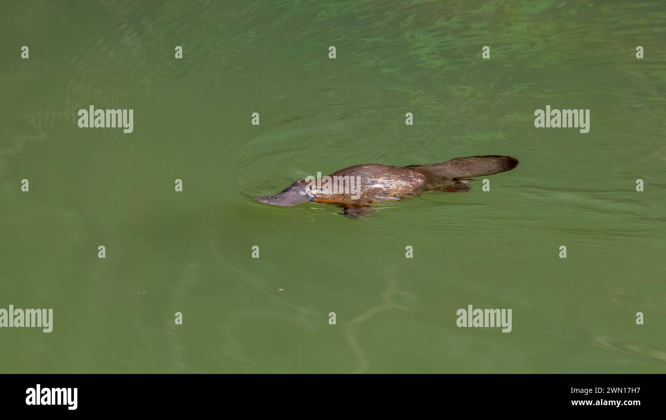 Platypus pool hi-res stock photography and images - Alamy