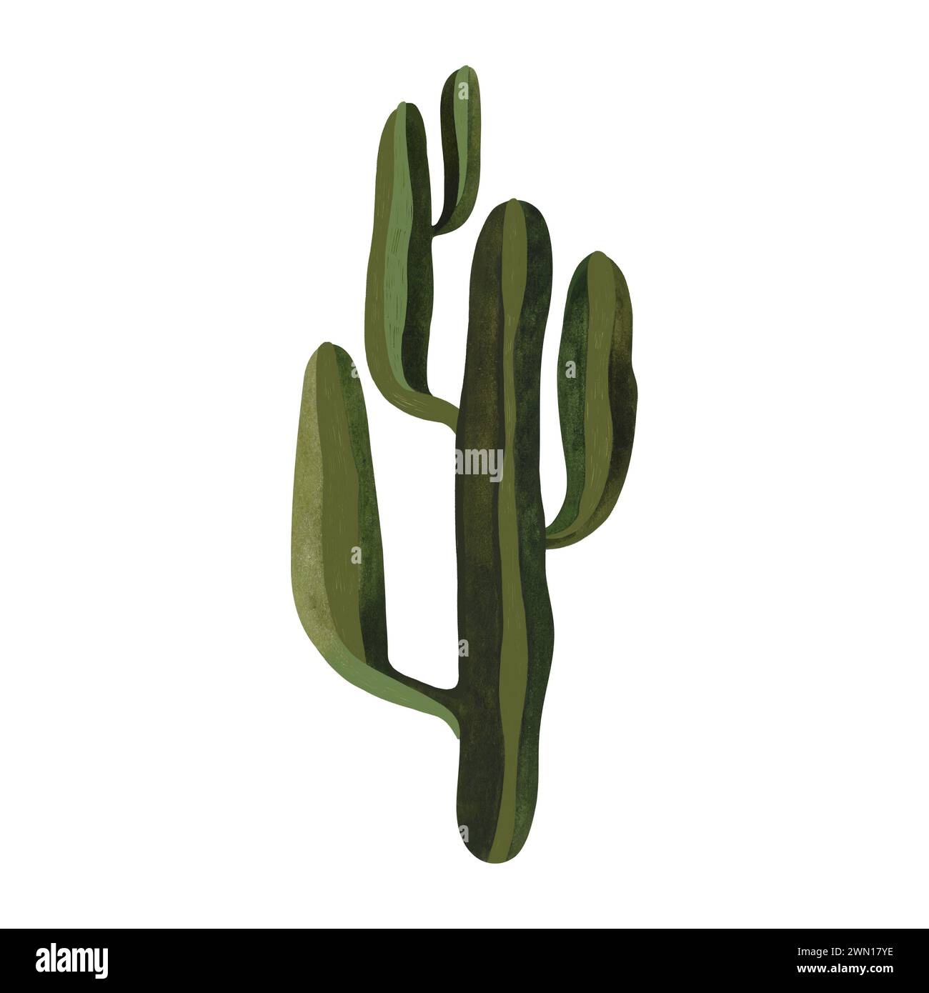 Saguaro. Cactus. Plants for the home. Floriculture. Desert flora ...