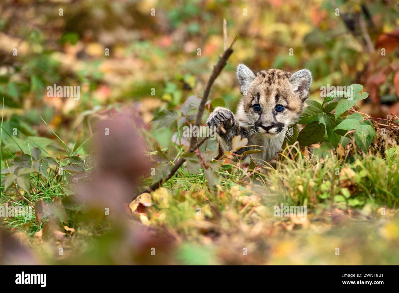 Puma paw hi-res stock photography and images - Alamy