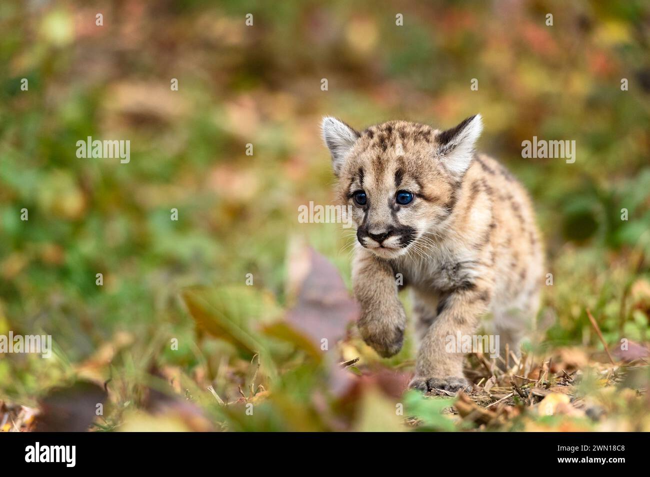 Puma paw hi-res stock photography and images - Alamy