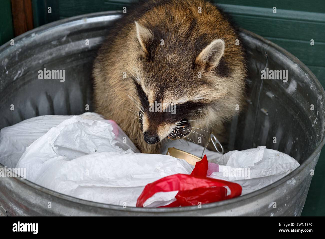 Raccoon garbage hi-res stock photography and images - Alamy