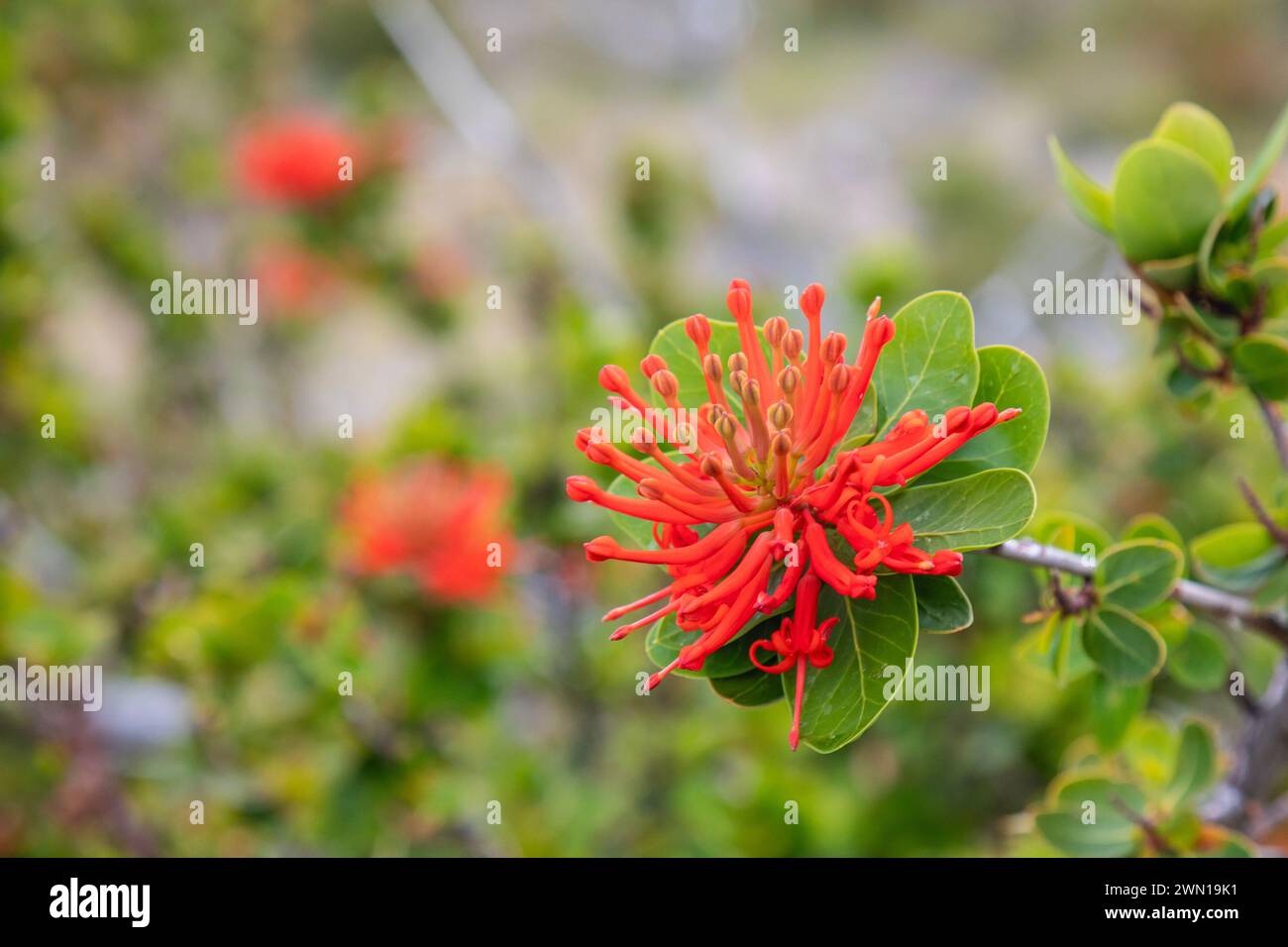 Embothrium, or Firebush, on the 'O' Circuit, Torres Del Paine, Southern ...