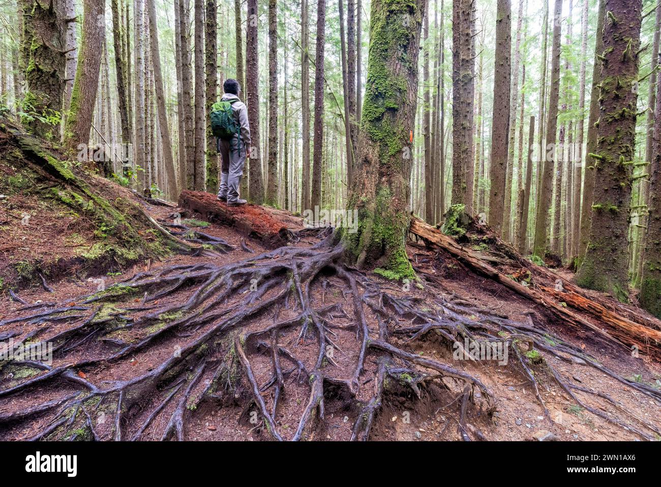 Hiker on trail to Mystic Beach - Sooke, Vancouver Island, British ...