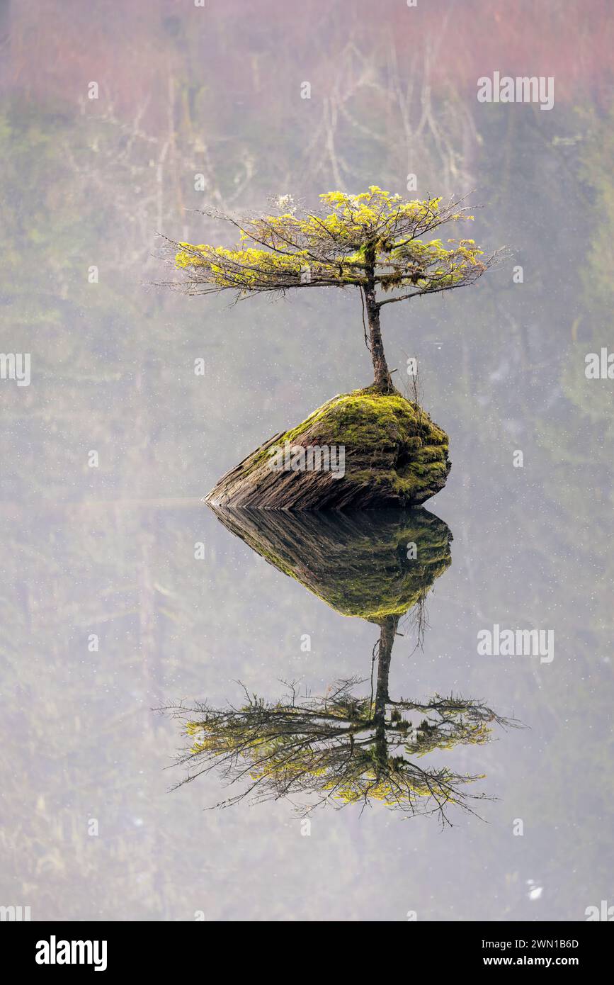Fairy Lake Bonsai Tree (a tiny Douglas fir tree growing on a submerged ...