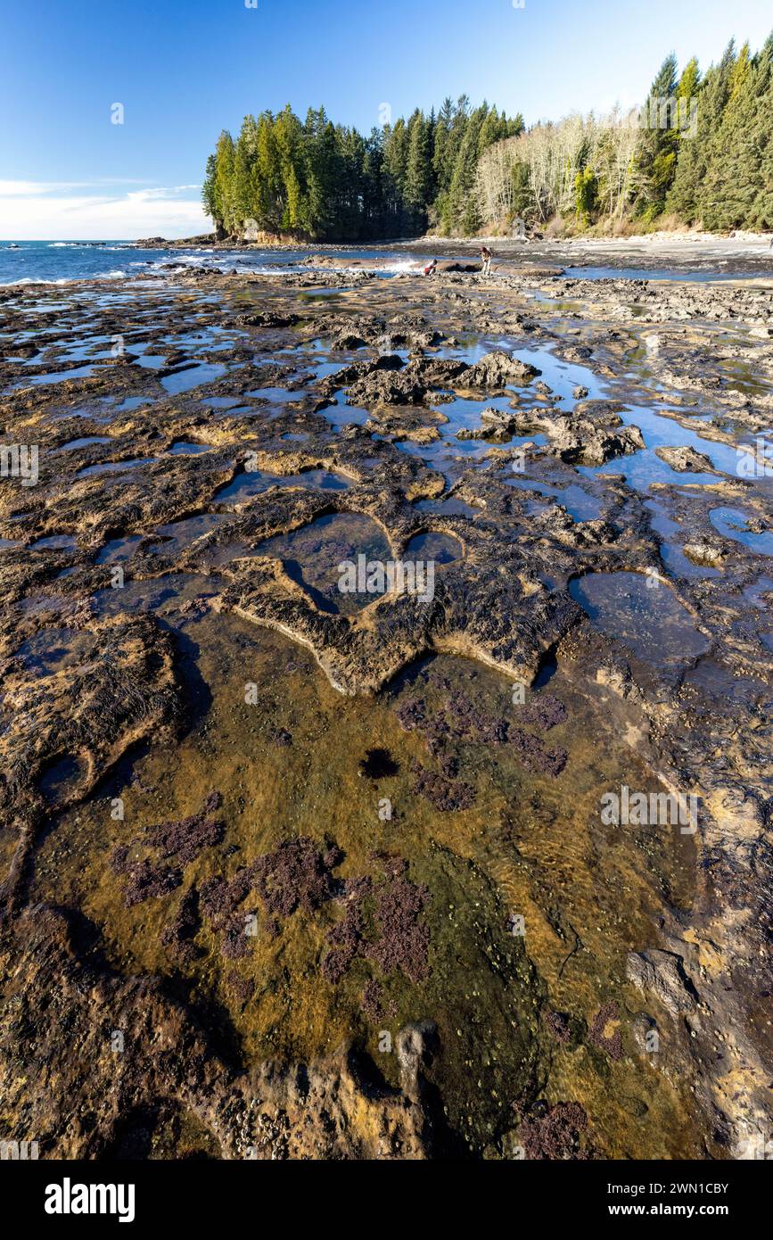 Tidal pool landscape at Botanical Beach - Juan de Fuca Provincial Park ...