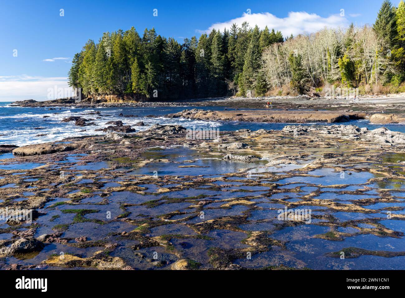 Tidal pool landscape at Botanical Beach - Juan de Fuca Provincial Park ...