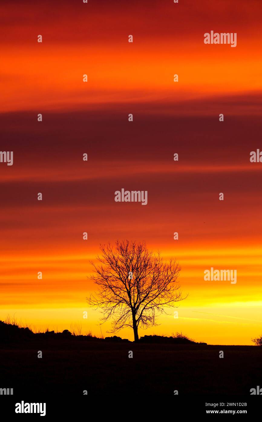 Tree silhouette sunrise Stock Photo - Alamy