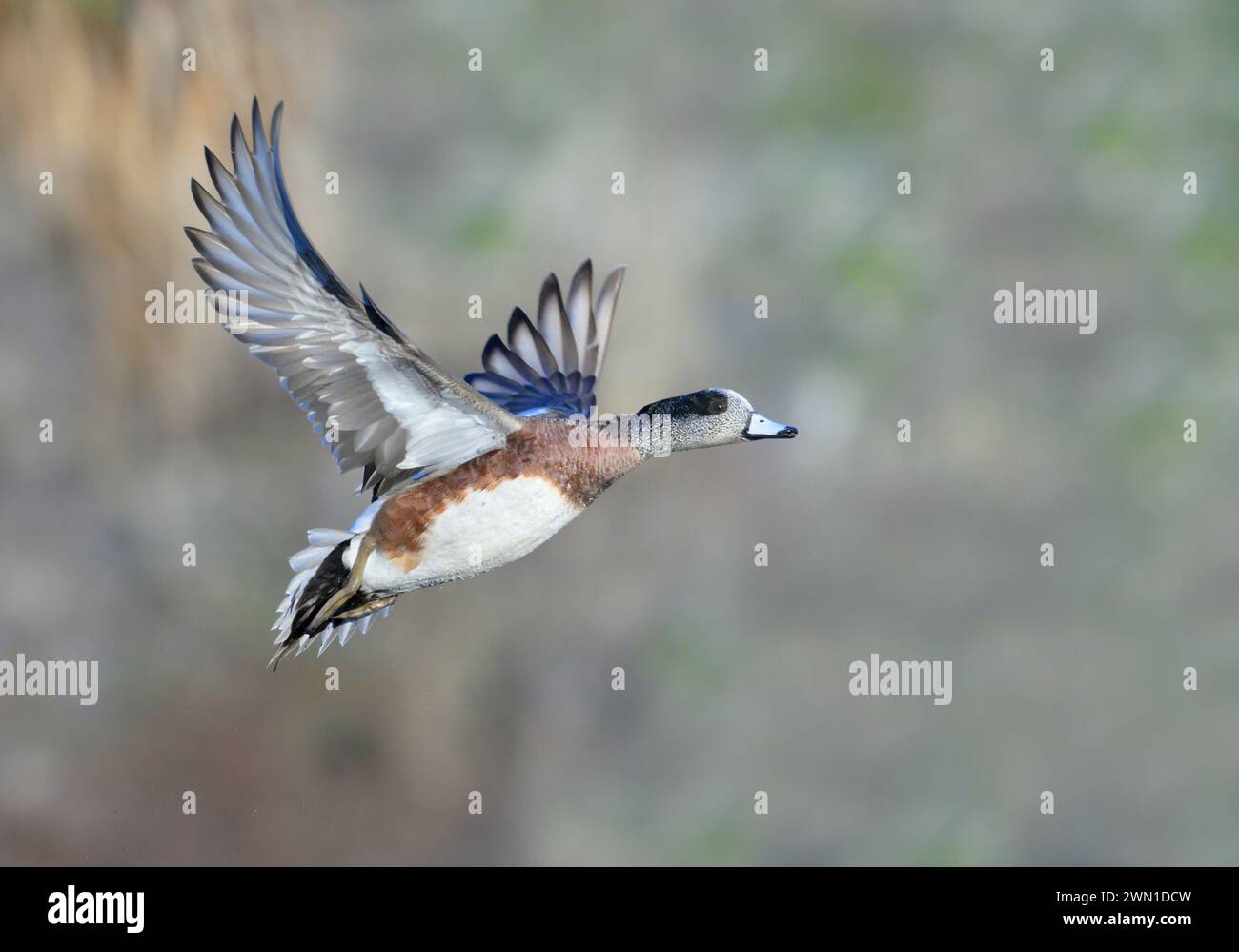 American wigeon (Mareca americana) drake flying over lake against trees ...