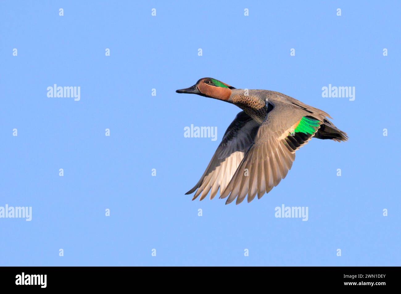Green winged teal in flight hi-res stock photography and images - Alamy