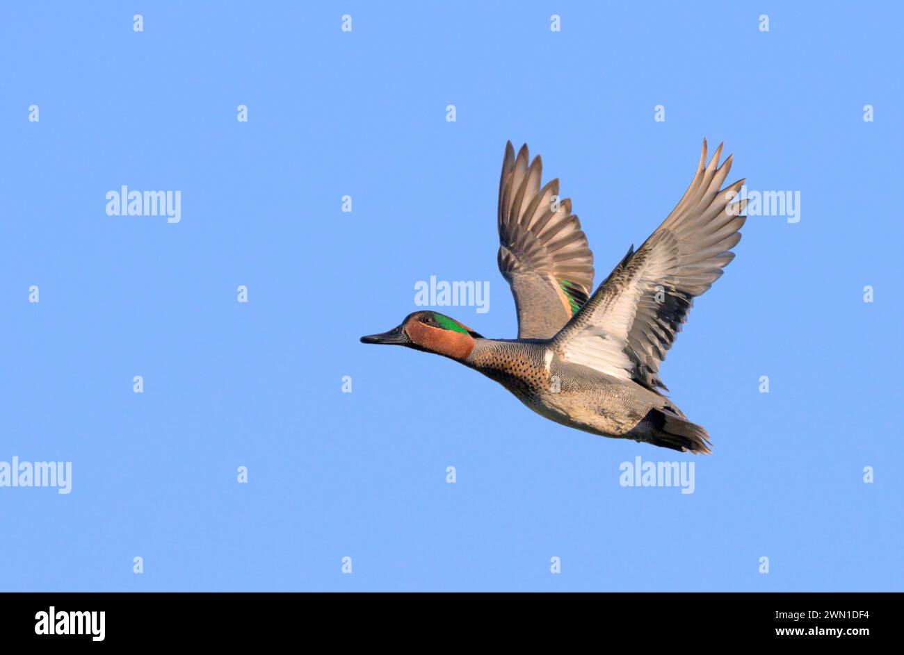 Green-winged teal (Anas crecca) drake flying in blue sky, Galveston ...