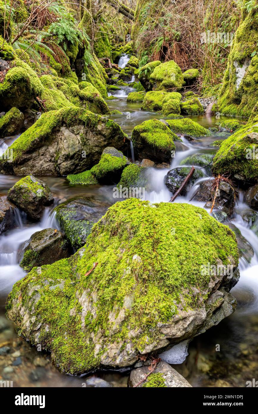 Moss-covered creek in Sea-to-Sea Regional Park - Sooke, Vancouver ...