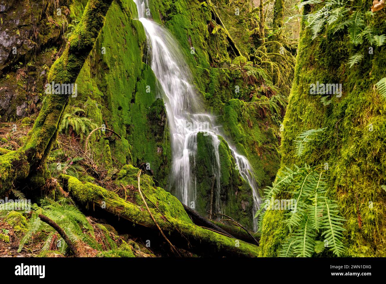 Waterfall in lush temperate rainforest - Goldstream Provincial Park ...