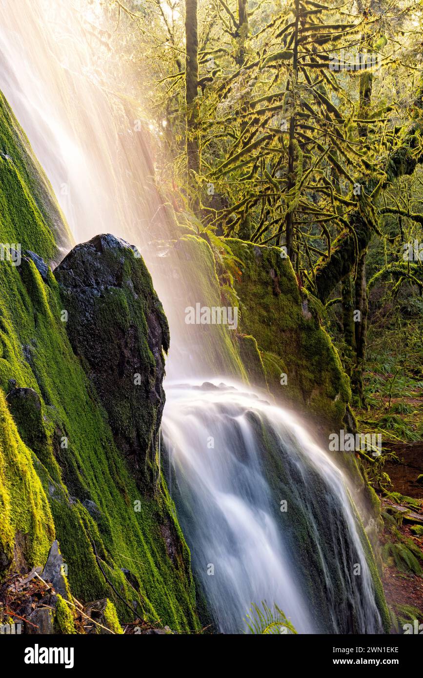 Waterfall in lush temperate rainforest - Goldstream Provincial Park ...