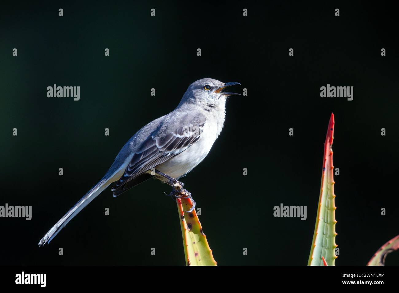 Plant singing hi-res stock photography and images - Alamy