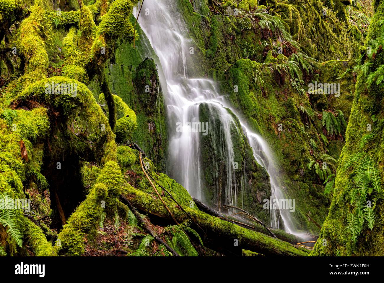 Waterfall in lush temperate rainforest - Goldstream Provincial Park ...