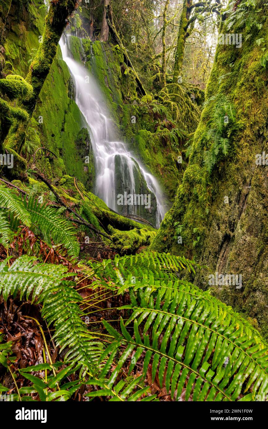 Waterfall in lush temperate rainforest - Goldstream Provincial Park ...