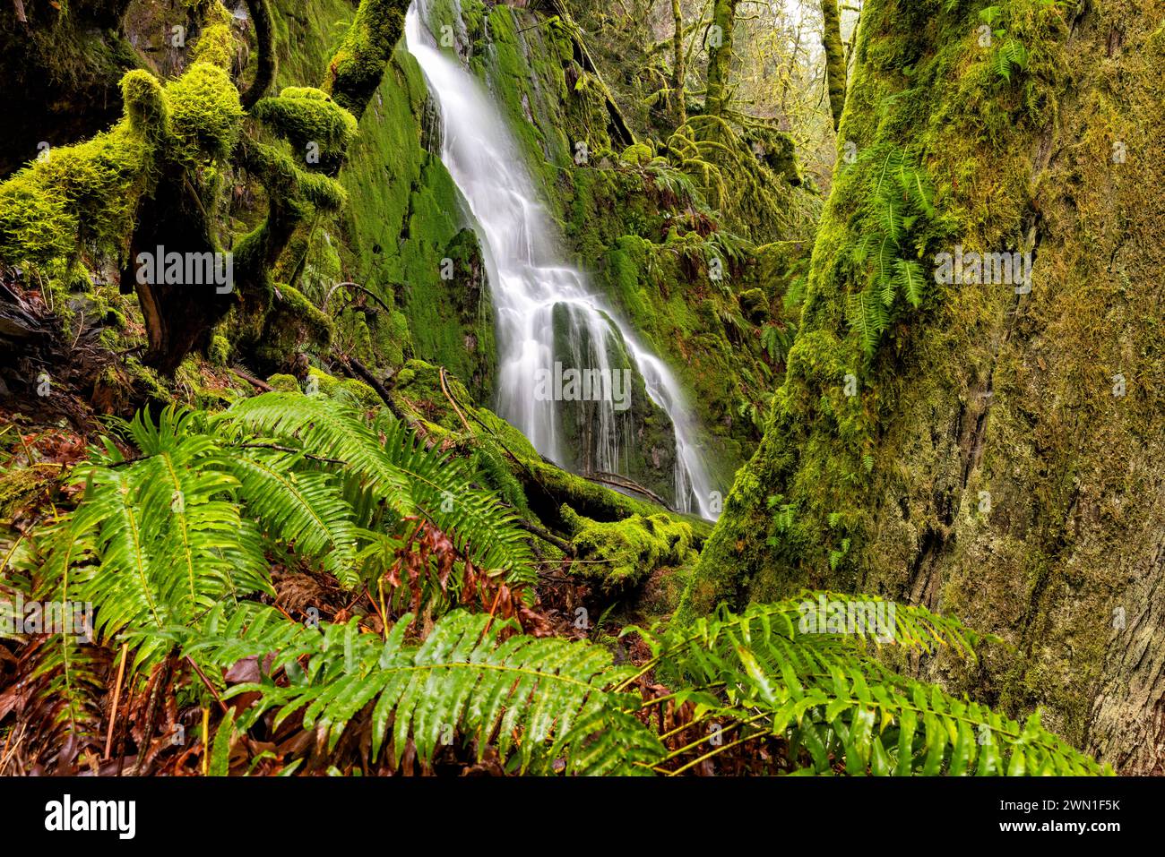 Waterfall in lush temperate rainforest - Goldstream Provincial Park ... Waterfall in lush temperate rainforest - Goldstream Provincial Park ...