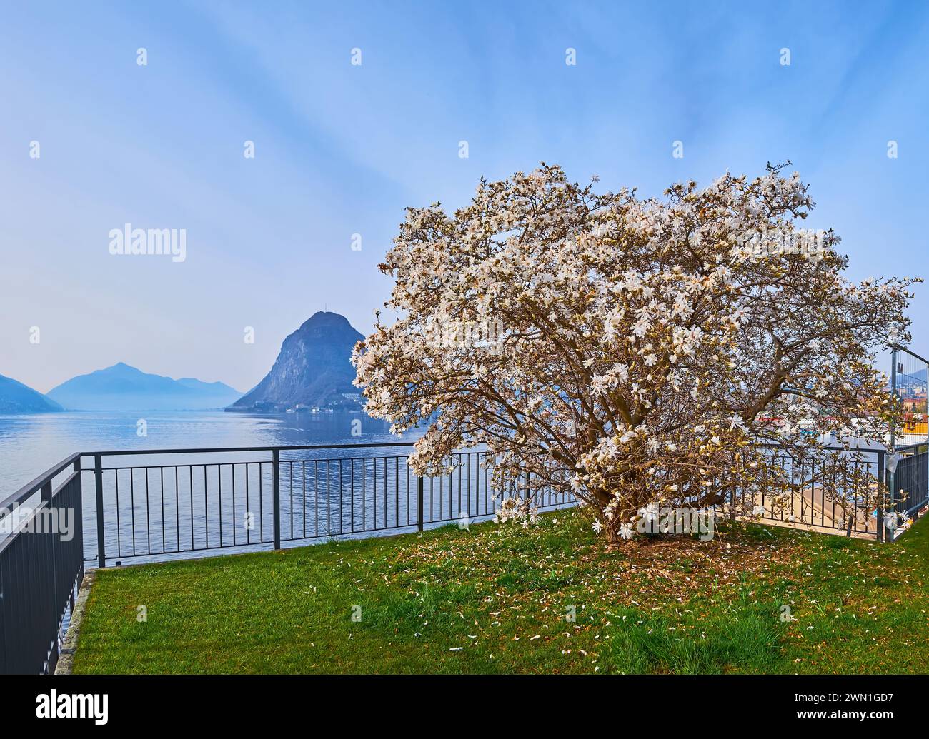 The spread tree of Magnolia Stellata with white flowers against the ...