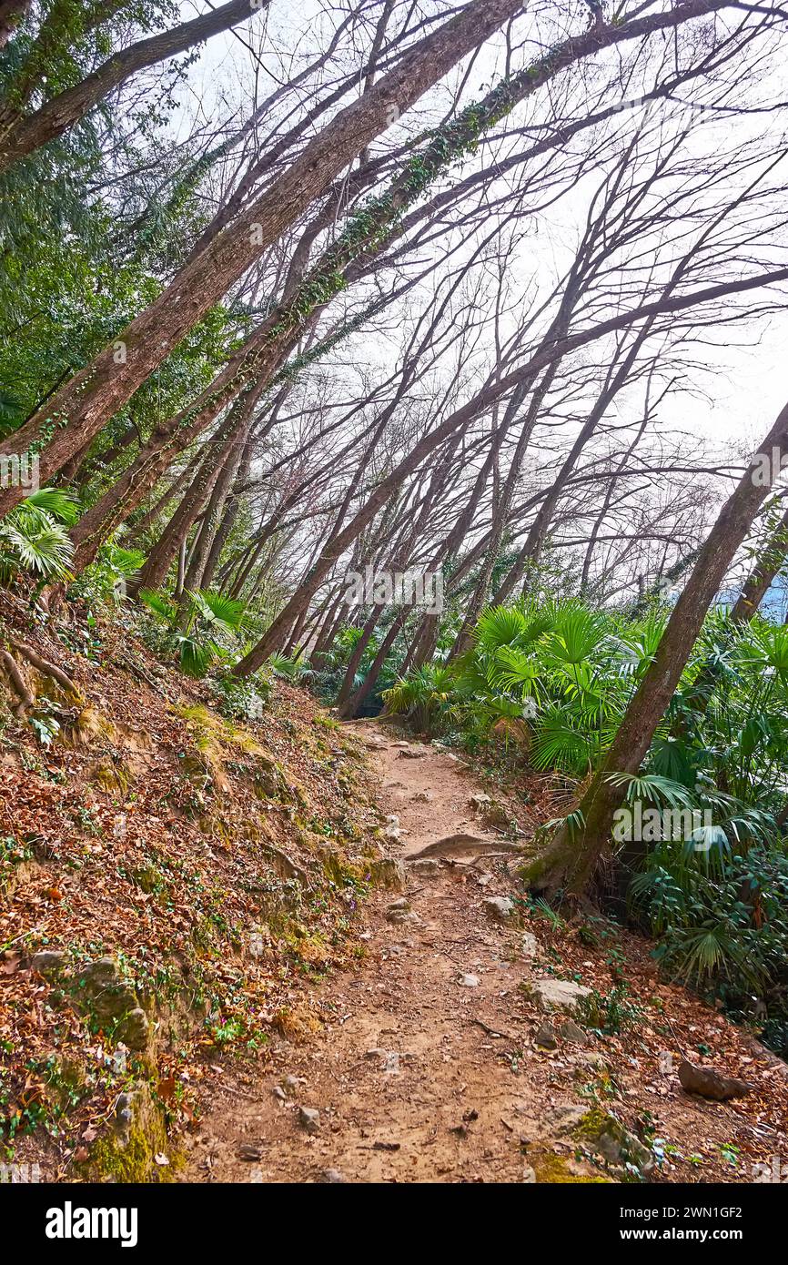 The tilted forest with tall trees and narrow winding footpath, running ...