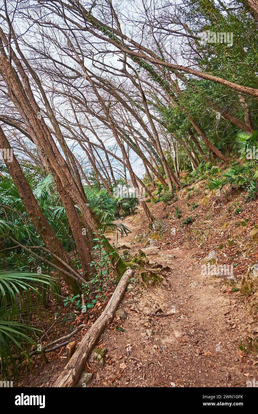 The tilted dense forest with tall trees and narrow footpath, running ...