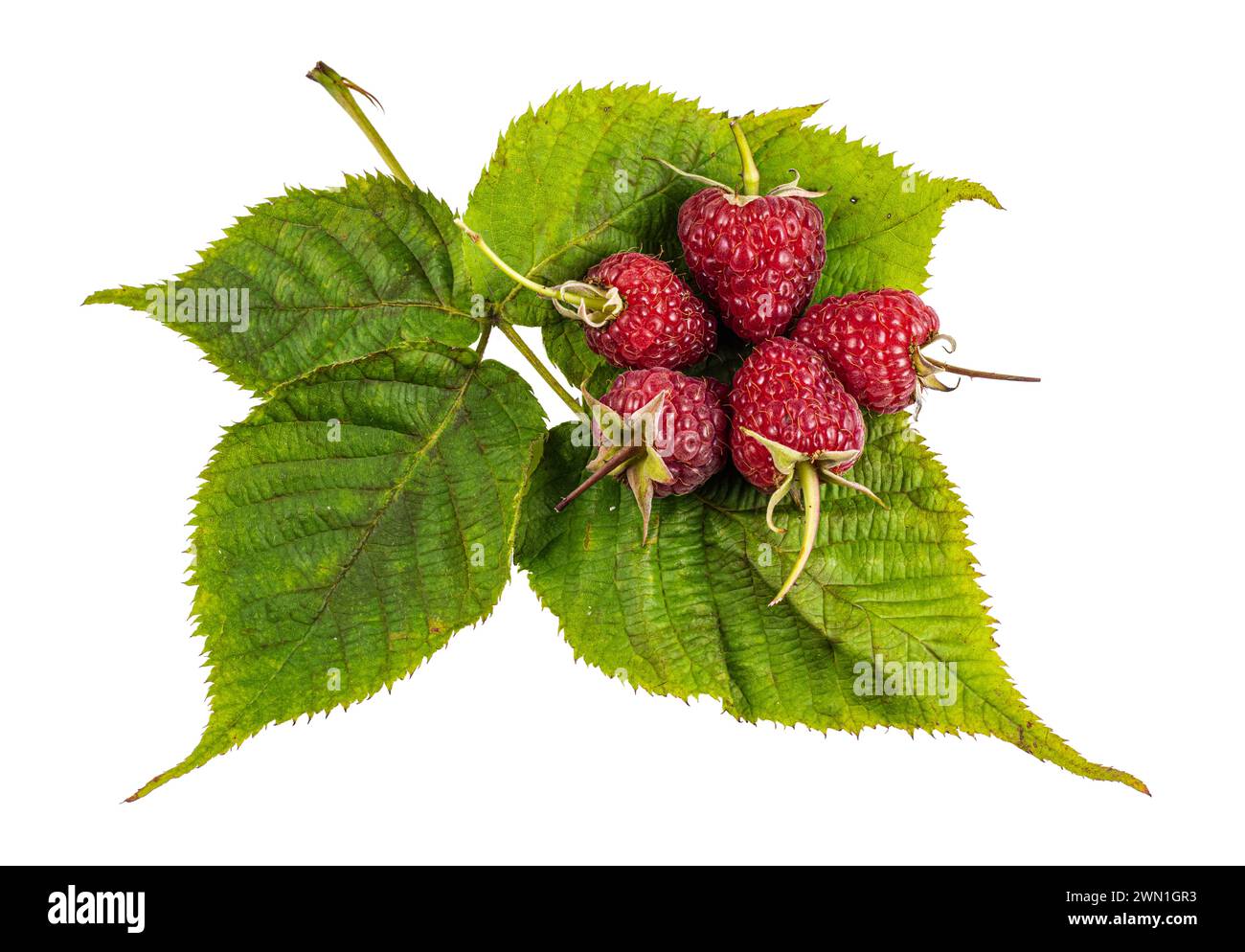 Raspberry with leaves. Raspberry isolated on white background Stock ...