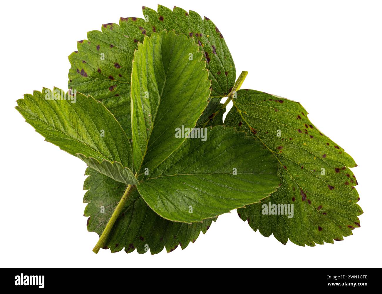 stawberry leaves. stawberry isolated on white background Stock Photo ...