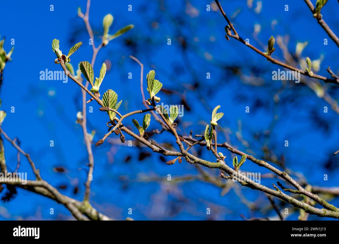 Young, fresh green leaves of alder tree (Alnus glutinosa) in April ...