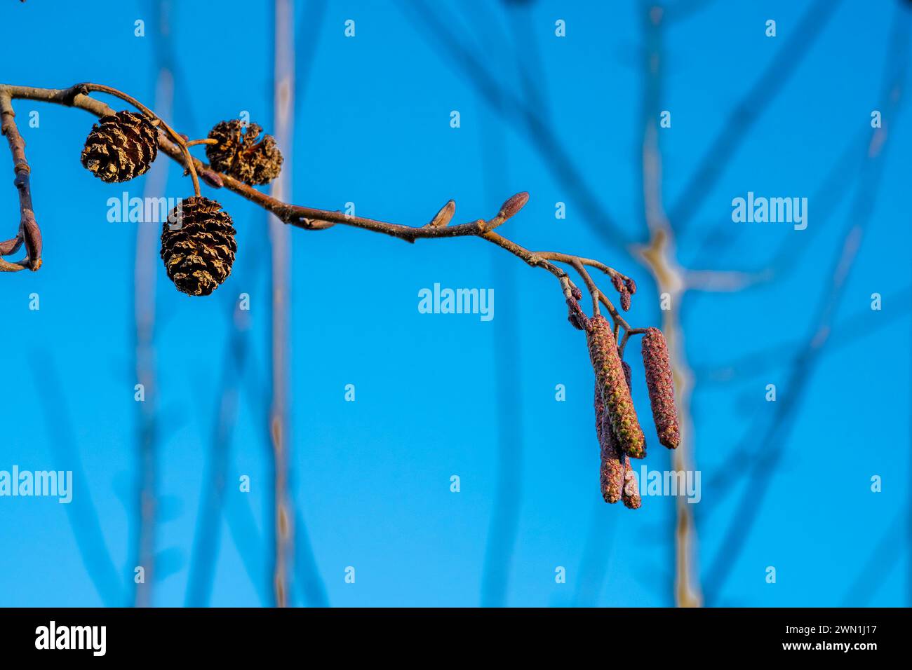 Rounded female and elongate male catkins on alder tree (Alnus glutinosa ...