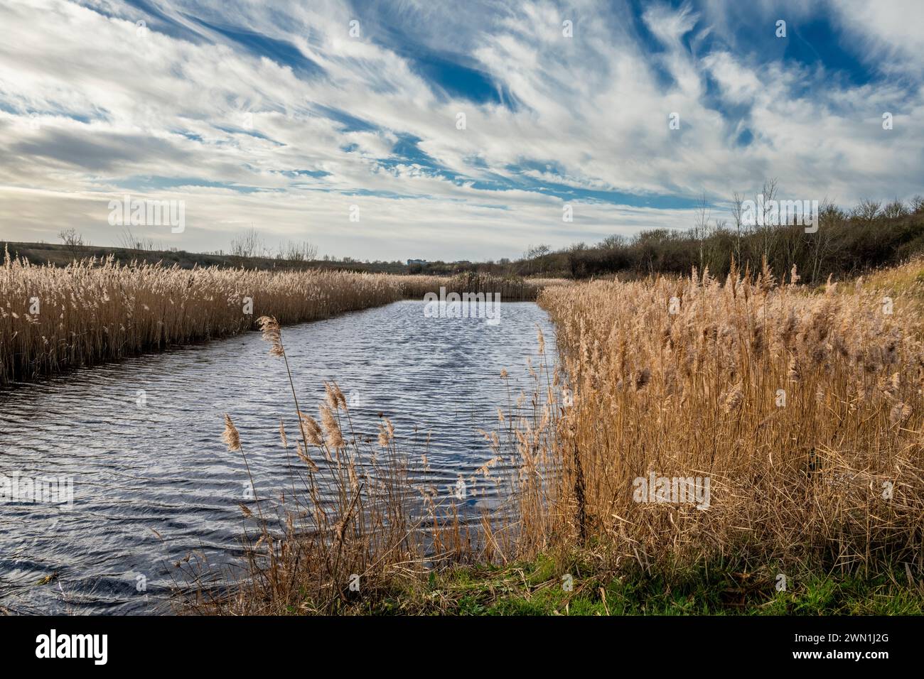 Reed beds at Dogsthorpe Star Pit Nature Reserve, a former brick pit in ...