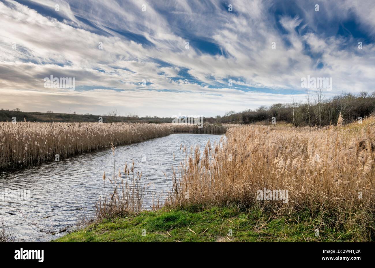 Reed beds at Dogsthorpe Star Pit Nature Reserve, a former brick pit in ...