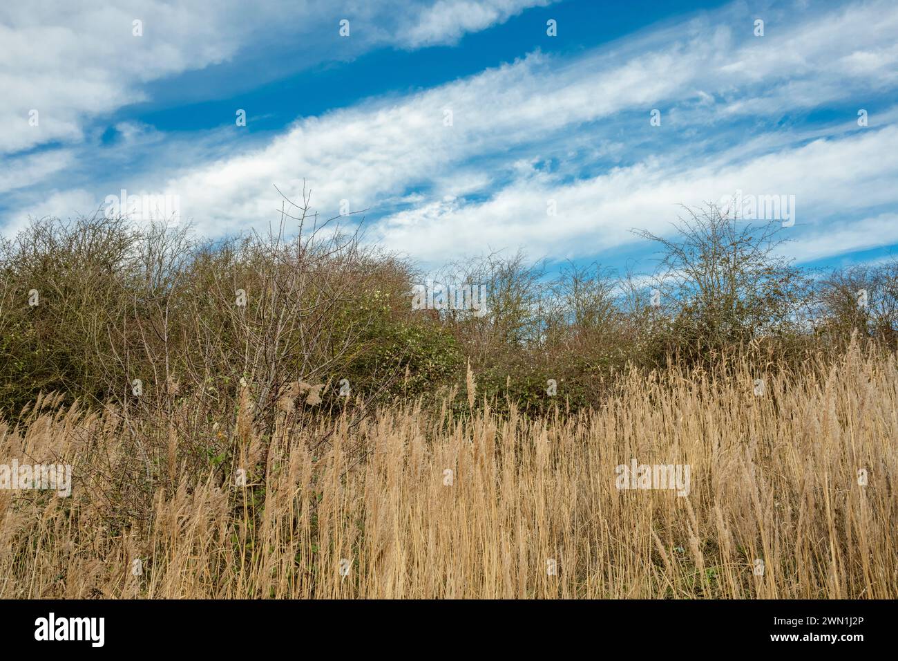Reed beds at Dogsthorpe Star Pit Nature Reserve, a former brick pit in ...