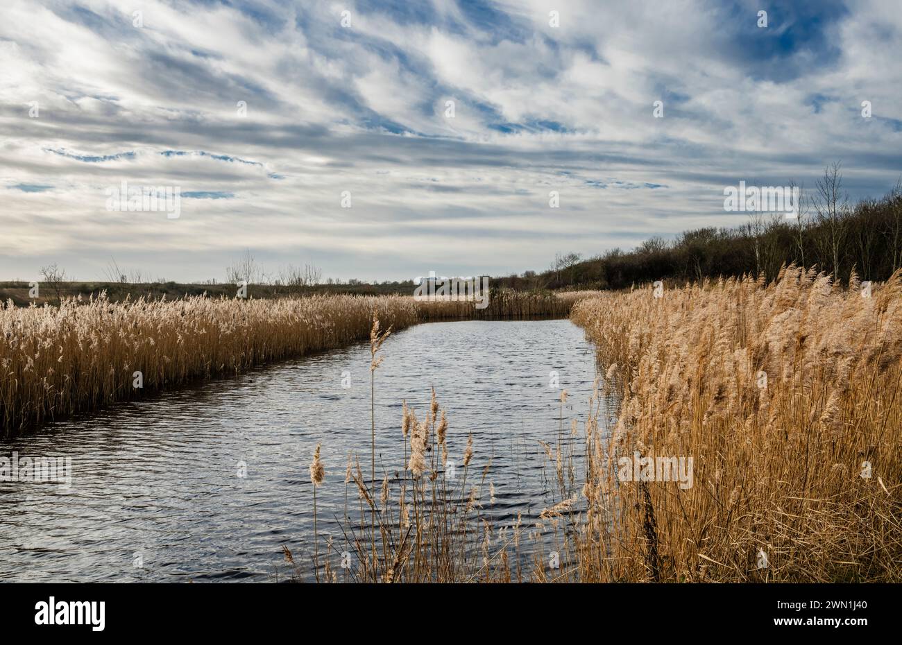 Reed beds at Dogsthorpe Star Pit Nature Reserve, a former brick pit in ...