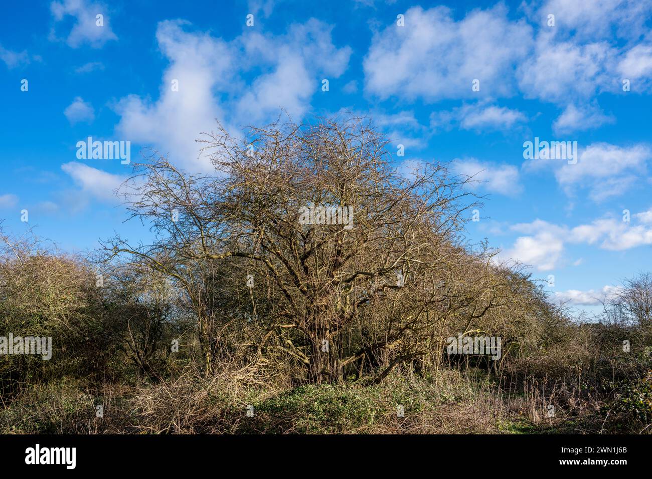 Hawthorn tree in winter against a blue sky with scattered cumulus ...