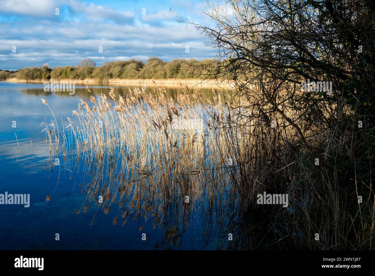 Reeds growing in the lake at Eye Green Nature Reserve, a restored ...