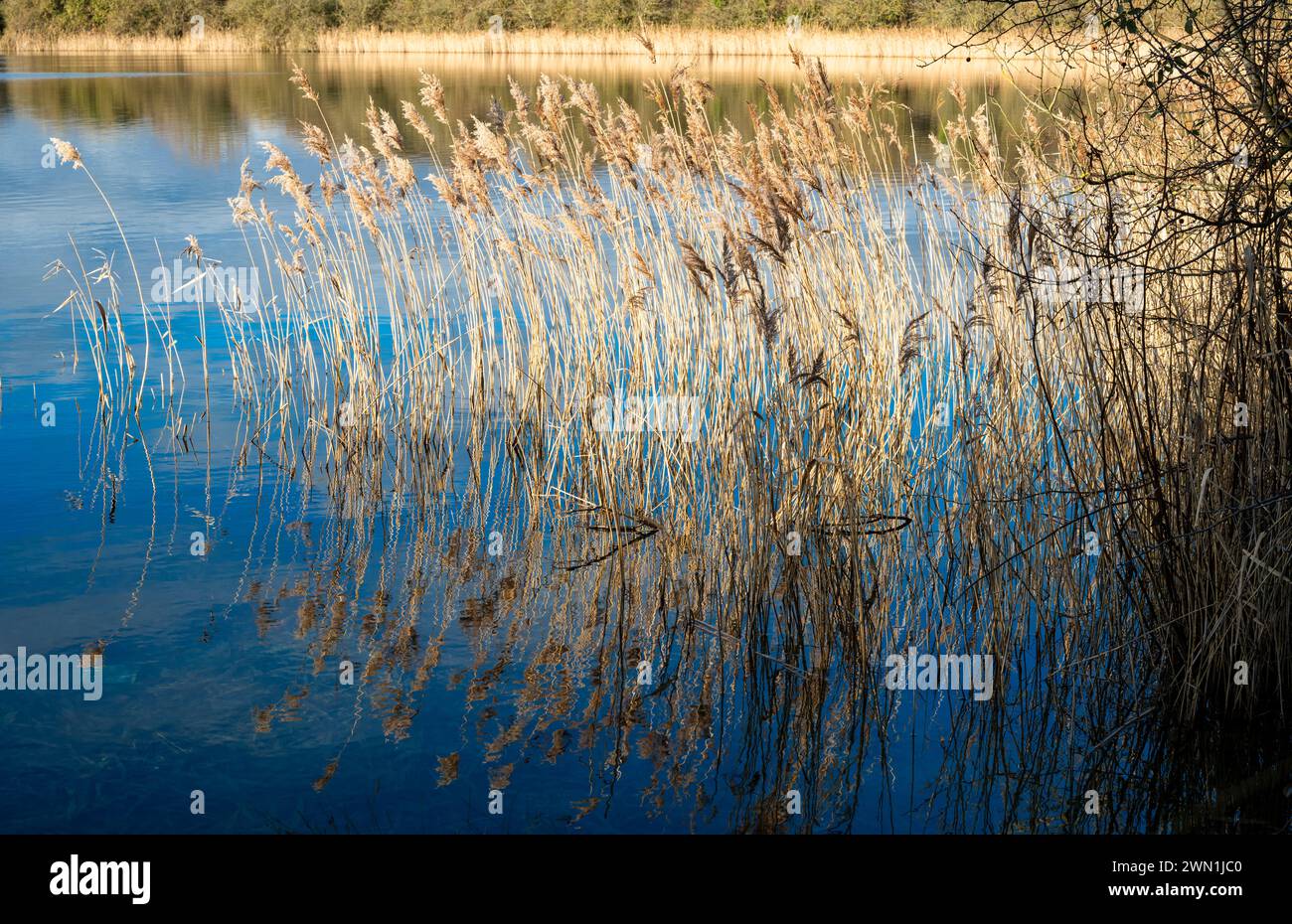 Reeds growing in the lake at Eye Green Nature Reserve, a restored ...