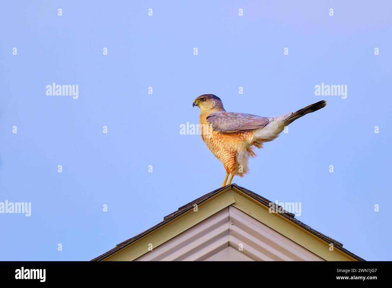 Sharp-shinned hawk perched on the peak of a house searching for food ...