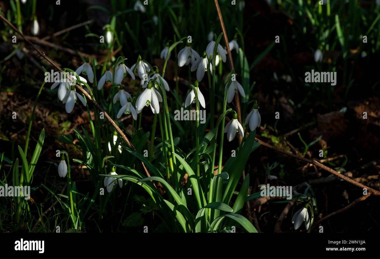 Snowdrops (Galanthus nivalis) flowering in February in hazel woodland ...