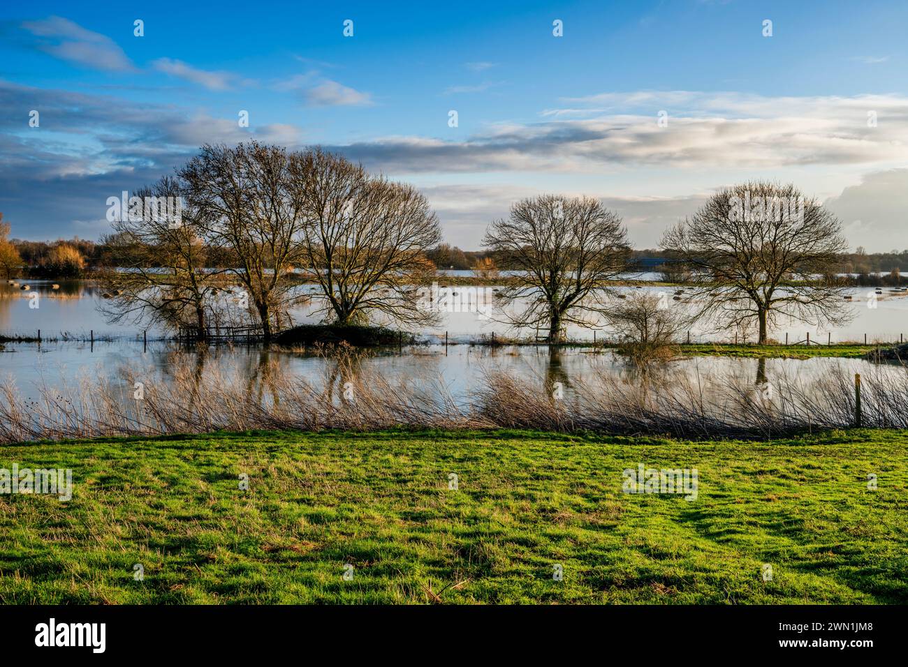 The River Nene in flood in January 2024 at Ferry Meadows, Peterborough ...