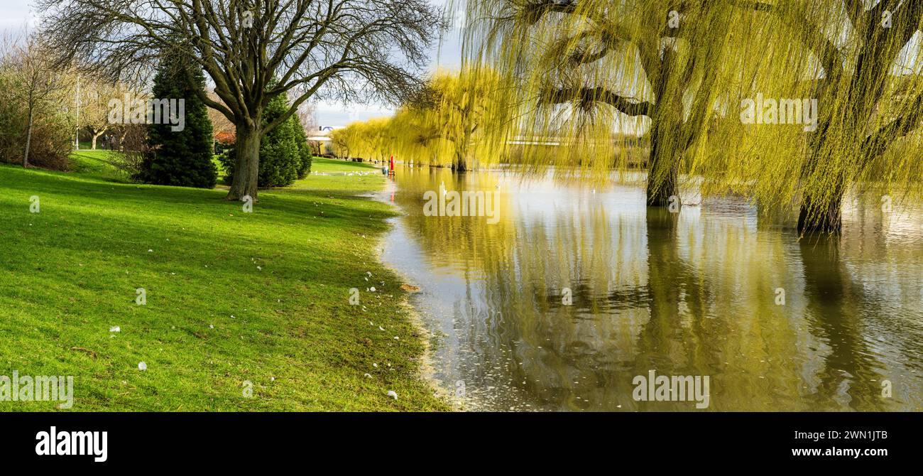 The RIver Nene in flood in central Peterborough, February 2024. The ...