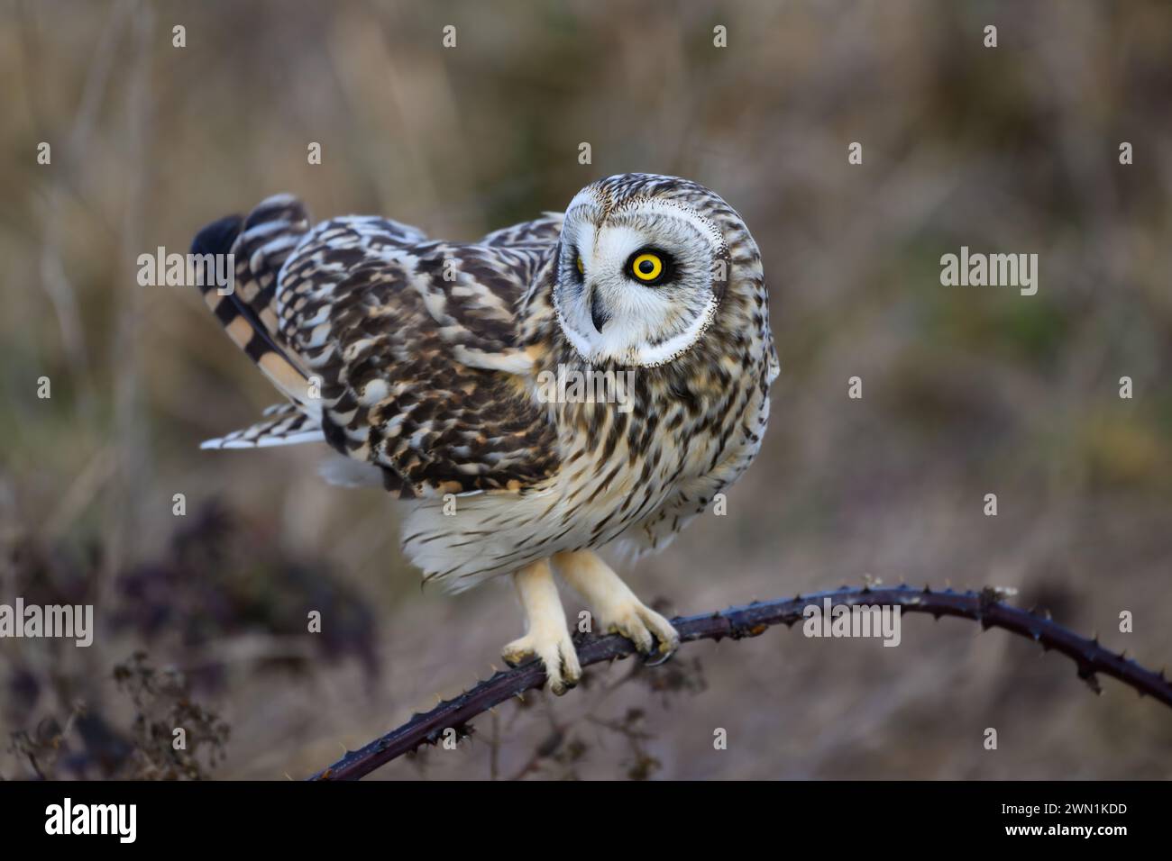 Yellow eye owl hi-res stock photography and images - Alamy