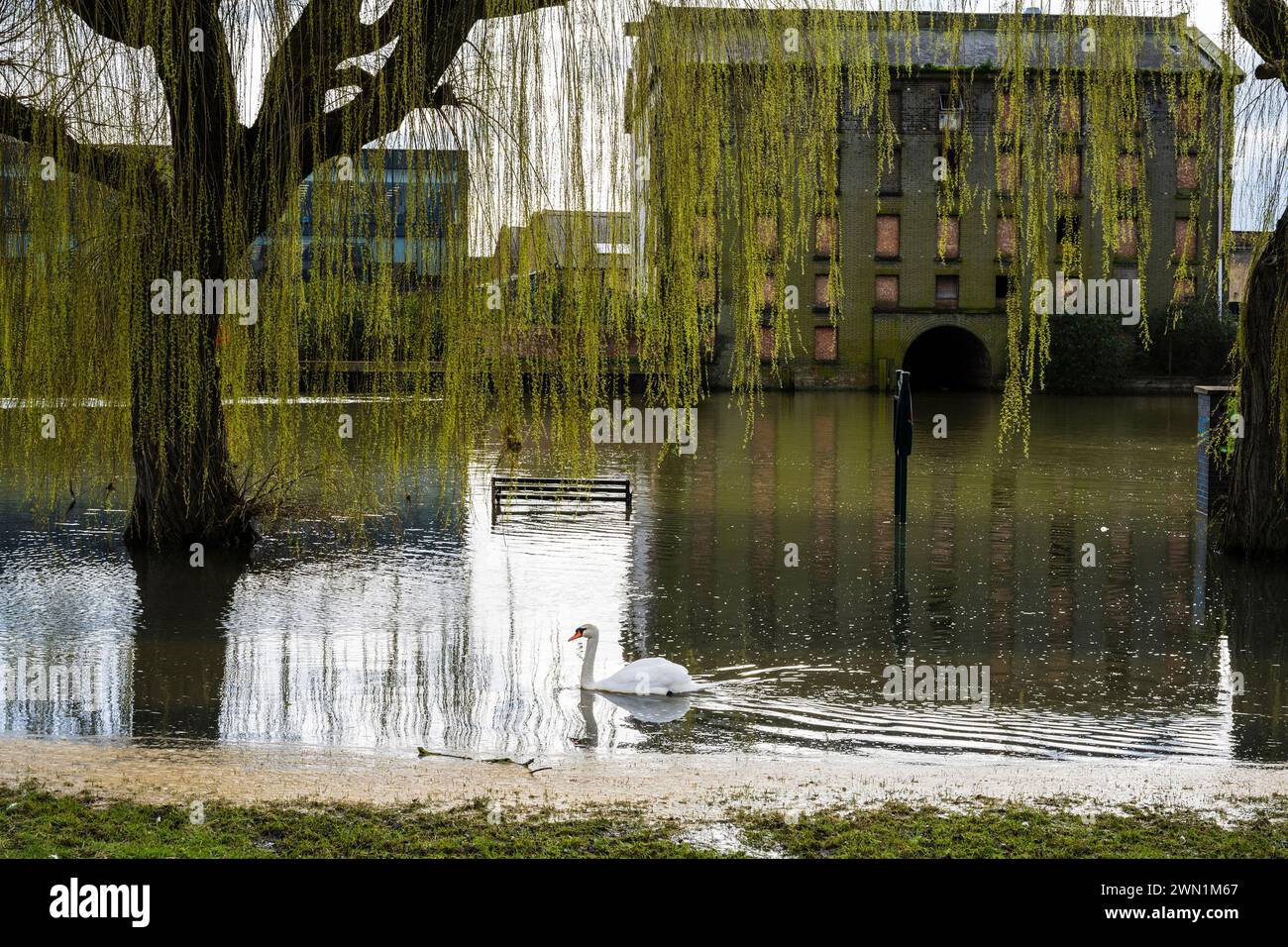 The RIver Nene in flood in central Peterborough, February 2024. The ...