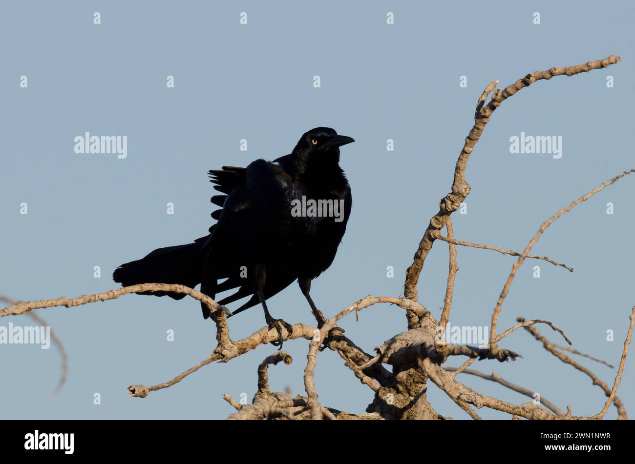 Great-tailed Grackle, Quiscalus mexicanus, male fluffing feathers Stock ...