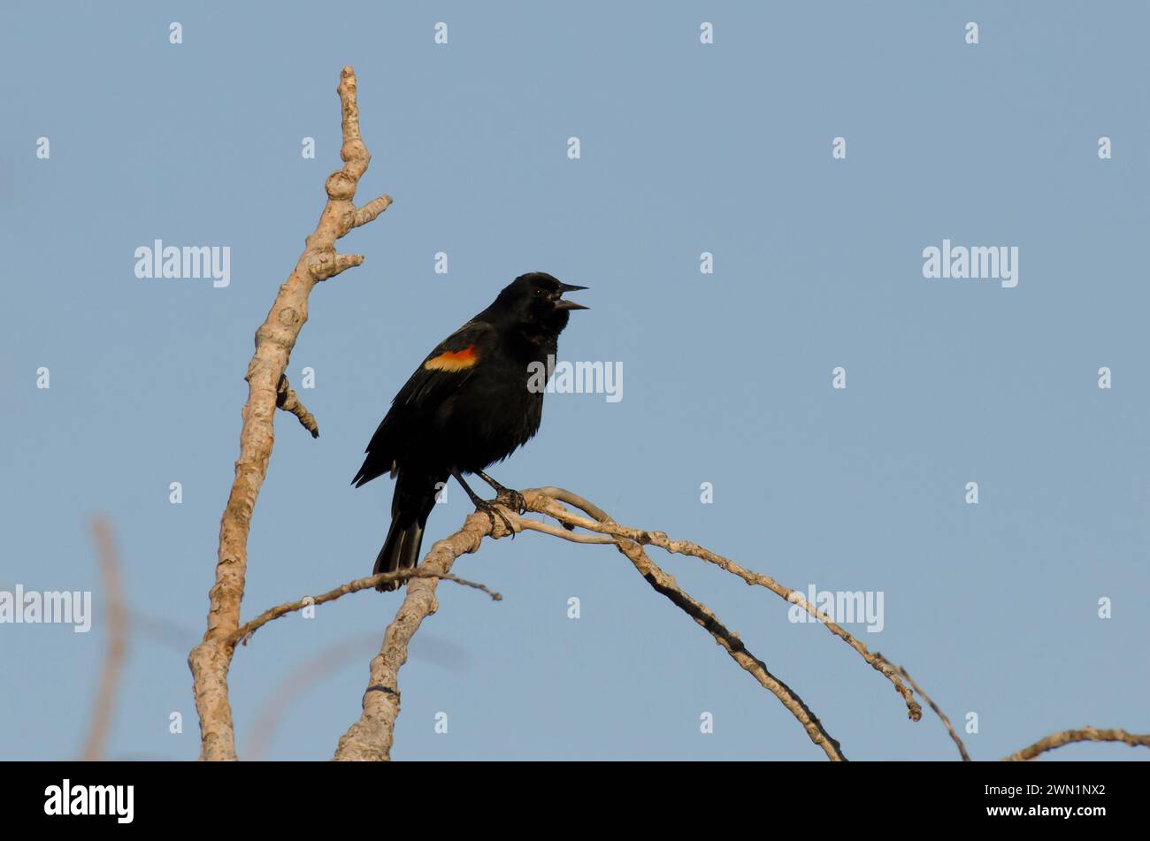Red-winged Blackbird, Agelaius phoeniceus, male calling Stock Photo - Alamy
