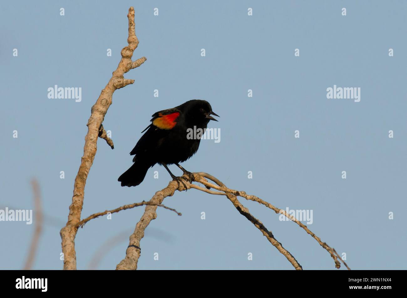 Red winged blackbird male tree branch calling hi-res stock photography ...