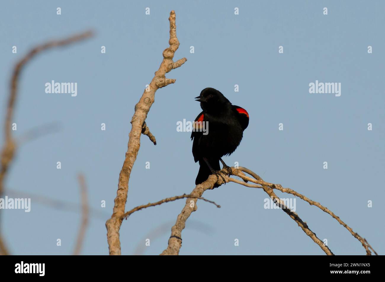 Red winged blackbird male tree branch calling hi-res stock photography ...