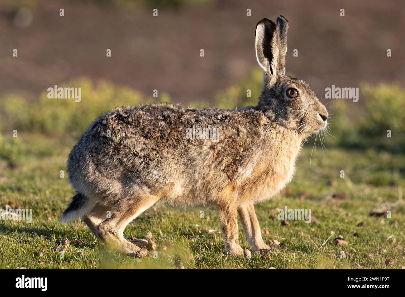 Brown Hare, Lepus Capensis, in The Falkland Islands Stock Photo - Alamy