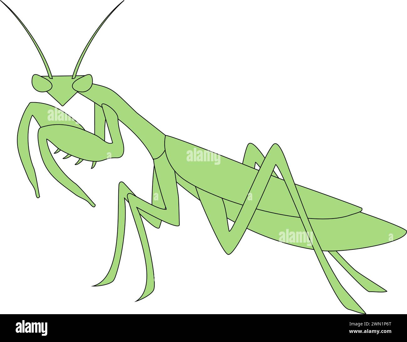 Creative mantis illustration Stock Vector Image & Art - Alamy